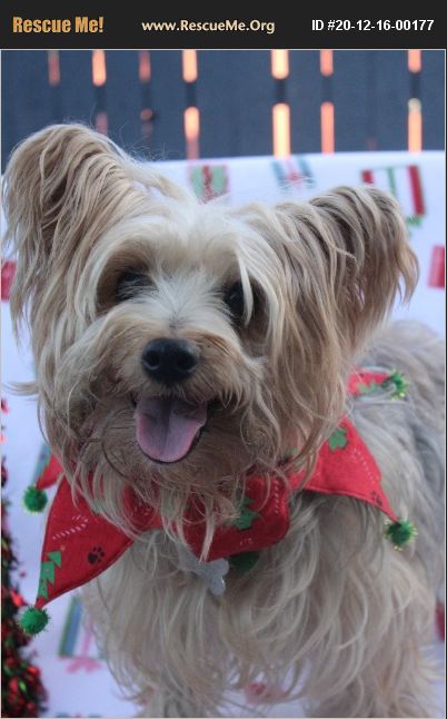 ADOPT 20121600177 ~ Yorkie Rescue ~ Phoenix, AZ