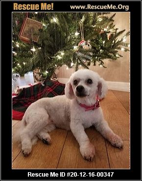 - Florida Poodle Rescue - ADOPTIONS - Rescue Me!