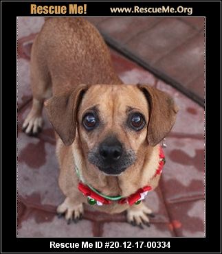 - Arizona Dog Rescue - ADOPTIONS - Rescue Me!