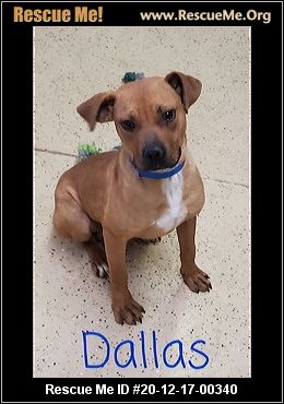 - Arizona Dog Rescue - ADOPTIONS - Rescue Me!