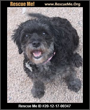 - Arizona Poodle Rescue - ADOPTIONS - Rescue Me!