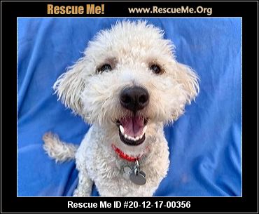 - Arizona Poodle Rescue - ADOPTIONS - Rescue Me!