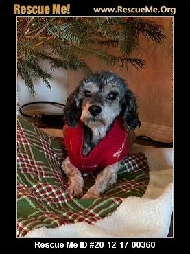 - Arizona Poodle Rescue - ADOPTIONS - Rescue Me!