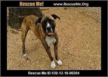 - Texas Boxer Rescue - ADOPTIONS - Rescue Me!