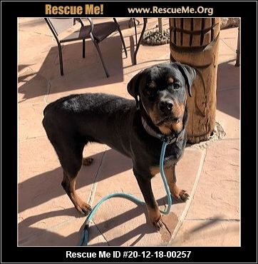 - Arizona Dog Rescue - ADOPTIONS - Rescue Me!