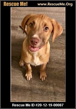 - Arizona Dog Rescue - ADOPTIONS - Rescue Me!