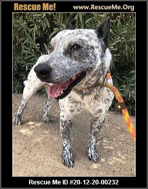 - Arizona Dog Rescue - ADOPTIONS - Rescue Me!