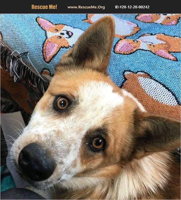 ADOPT 20122000242 ~ Corgi Rescue ~ Denver, CO