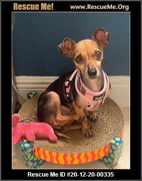 - Paw Patrol Animal Rescue and Sanctuary - Boca Raton, FL - AVAILABLE PETS