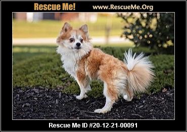 - Delaware Dog Rescue - ADOPTIONS - Rescue Me!