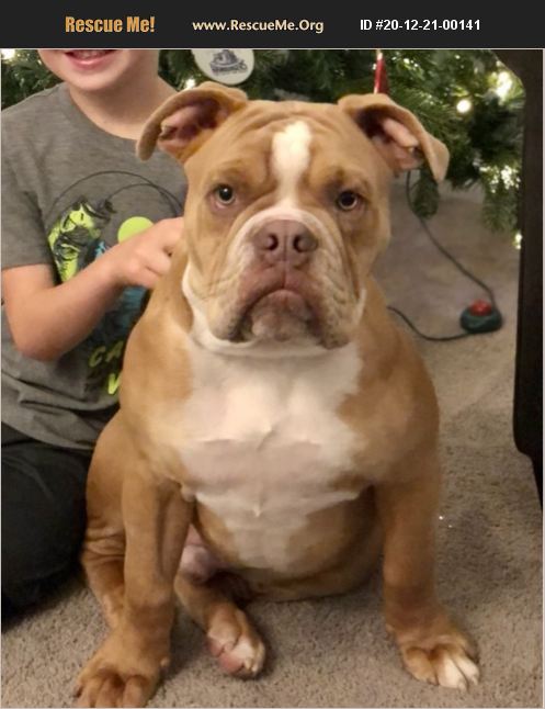 ADOPT 20122100141 ~ Bulldog Rescue ~ South Lyon, MI