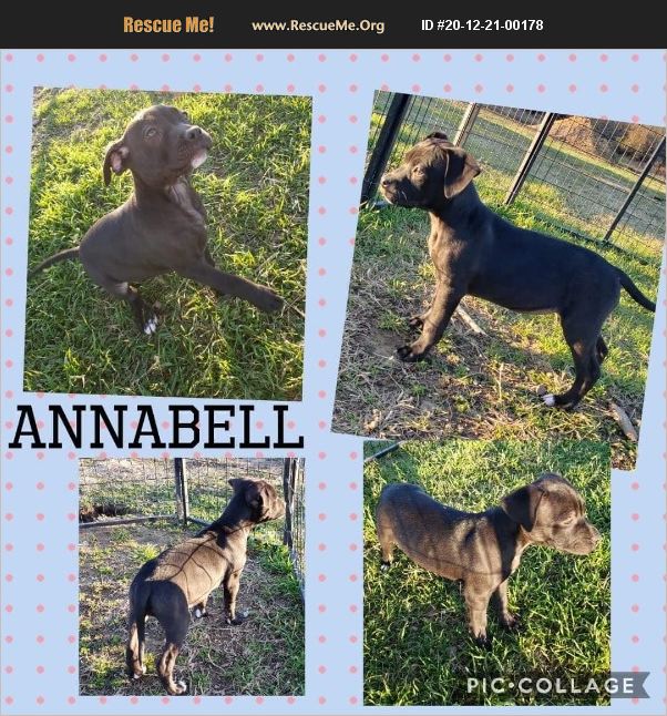 ADOPT 20122100178 ~ Boxer Rescue ~ Enfield, CT