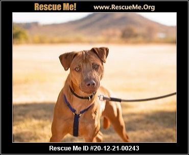 - Arizona Small Dog Rescue - Phoenix, AZ - AVAILABLE PETS