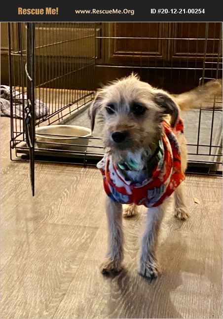 ADOPT 20122100254 ~ Border Terrier Rescue ~ Corona, CA