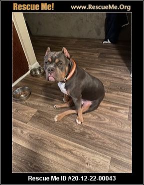 - Tennessee Pit Bull Rescue - ADOPTIONS - Rescue Me!