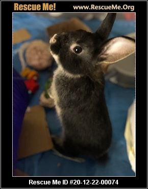 - New Jersey Rabbit Rescue - ADOPTIONS - Rescue Me!