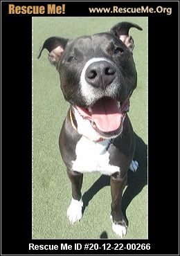 - Wisconsin Dog Rescue - ADOPTIONS - Rescue Me!