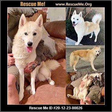 - California Siberian Husky Rescue - ADOPTIONS - Rescue Me!