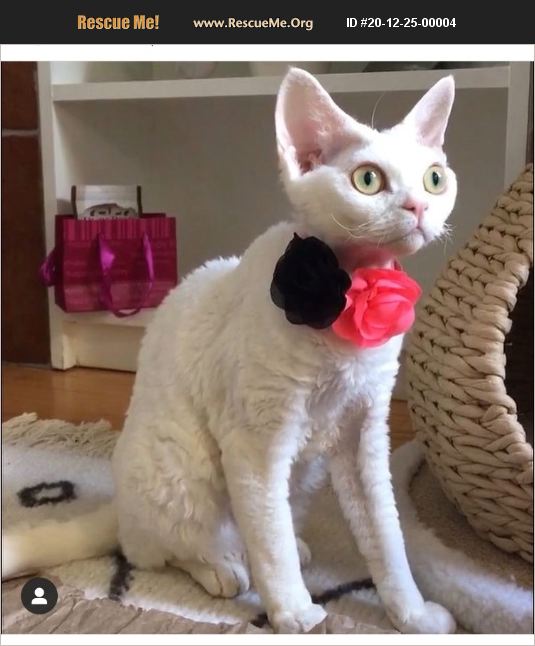 ADOPT 20122500004 ~ Devon Rex Rescue ~ Brooklyn, NY