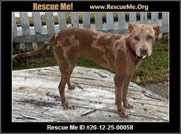 - Texas Dog Rescue - ADOPTIONS - Rescue Me!