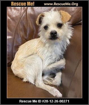 - Oregon Border Terrier Rescue - ADOPTIONS - Rescue Me!