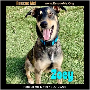 - Colorado German Shepherd Rescue - ADOPTIONS - Rescue Me!