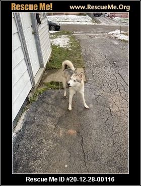 - Ohio Siberian Husky Rescue - ADOPTIONS - Rescue Me!