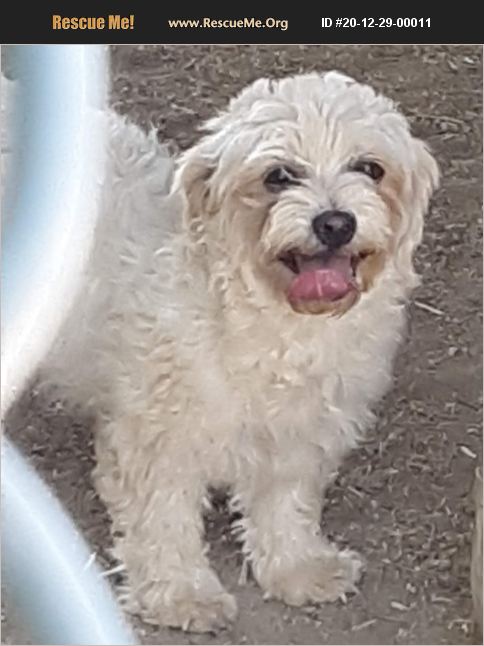 ADOPT 20122900011 ~ Maltese Rescue ~ Los Angeles, CA