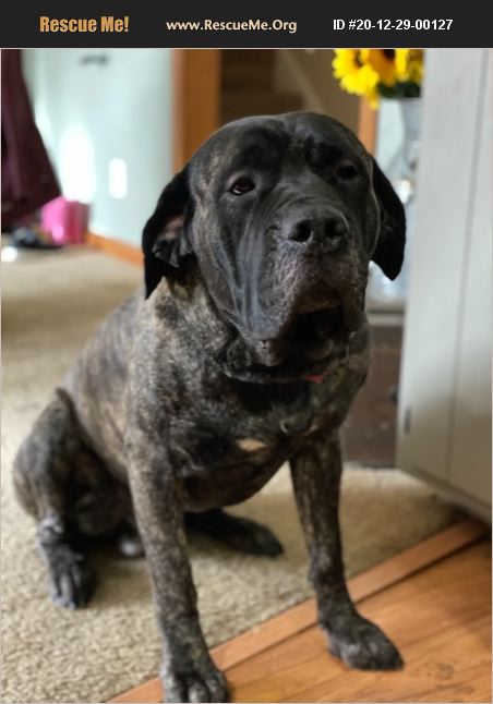 ADOPT 20122900127 ~ Bullmastiff Rescue ~ Elwood, IN