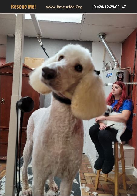 ADOPT 20122900147 ~ Poodle Rescue ~ San Bernardino, CA