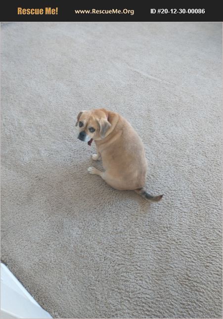 ADOPT 20123000086 ~ Pug Rescue ~ Raleigh, NC