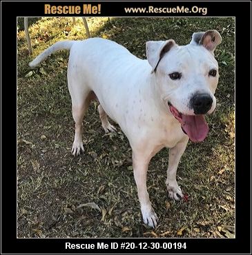 - Arizona Pit Bull Rescue - ADOPTIONS - Rescue Me!