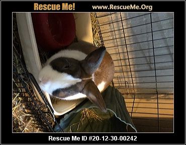 - New Jersey Rabbit Rescue - ADOPTIONS - Rescue Me!