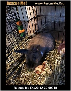 - New Jersey Rabbit Rescue - ADOPTIONS - Rescue Me!