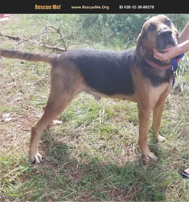 ADOPT 20123000278 ~ Bloodhound Rescue ~ Jay, FL