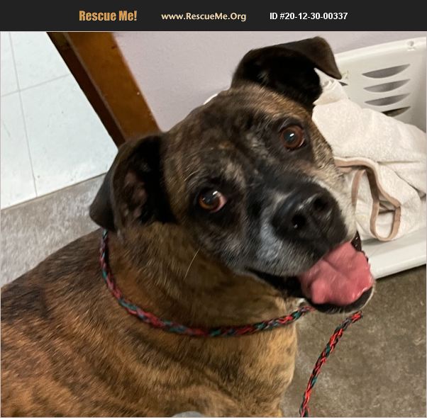 ADOPT 20123000337 ~ Boxer Rescue ~ Parsons, KS