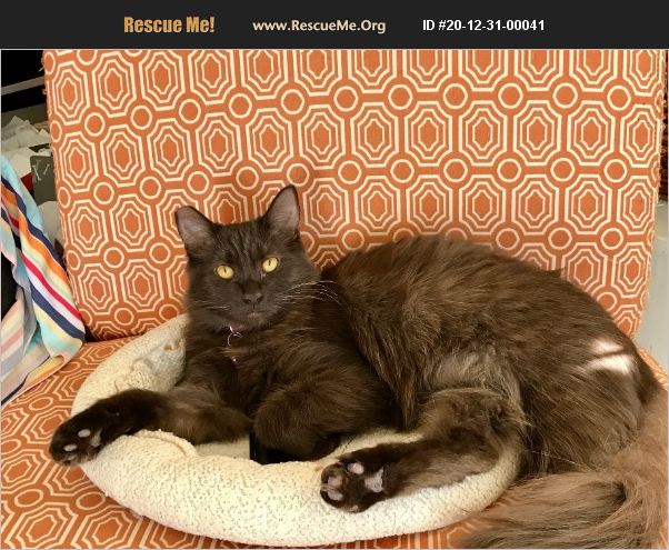 ADOPT 20123100041 ~ Havana Brown Rescue ~ Malibu, CA