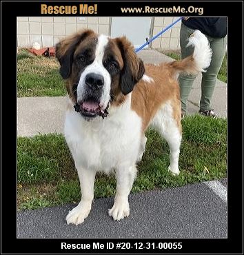- Pennsylvania Saint Bernard Rescue - ADOPTIONS - Rescue Me!