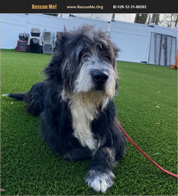 ADOPT 20123100202 ~ Cockapoo Rescue ~ portland, OR