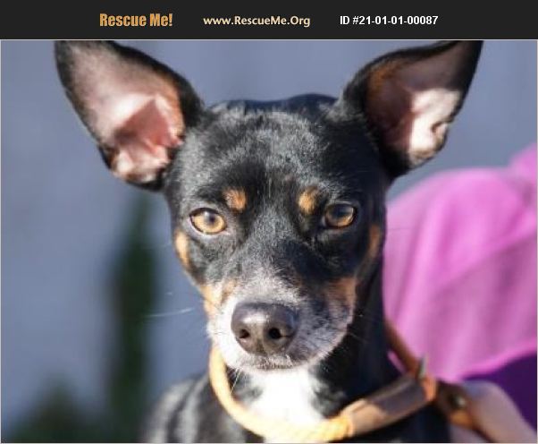 ADOPT 21010100087 ~ Miniature Pinscher Rescue ~ Seattle, WA