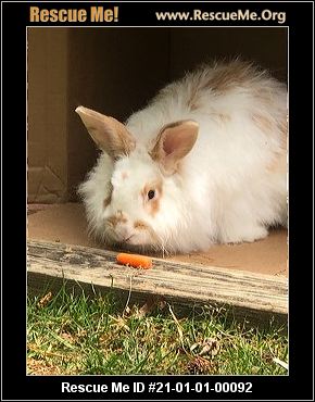 - North Carolina Rabbit Rescue - ADOPTIONS - Rescue Me!