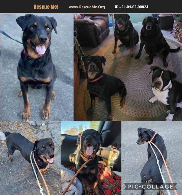 ADOPT 21010200024 ~ Rottweiler Rescue ~ Riverside County, CA