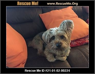- Arizona Yorkie Rescue - ADOPTIONS - Rescue Me!