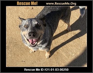 - Alabama Dog Rescue - ADOPTIONS - Rescue Me!