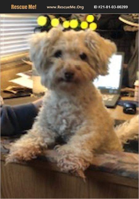 ADOPT 21010300289 ~ Poodle Rescue ~ Kansas City, KS