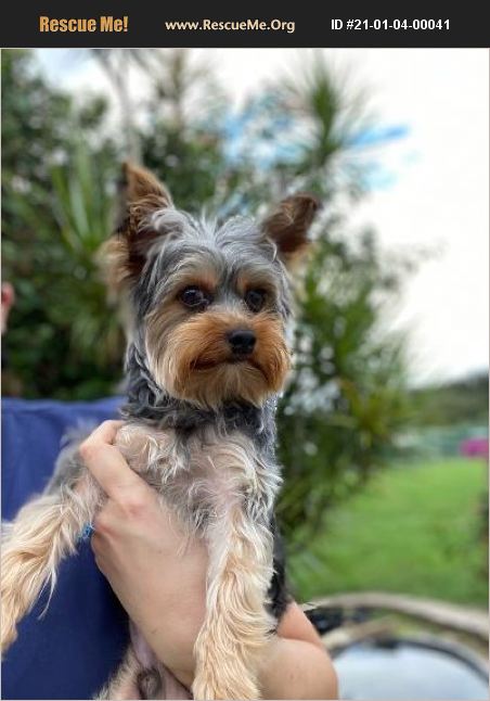 ADOPT 21010400041 ~ Yorkie Rescue ~ Boca Raton, FL