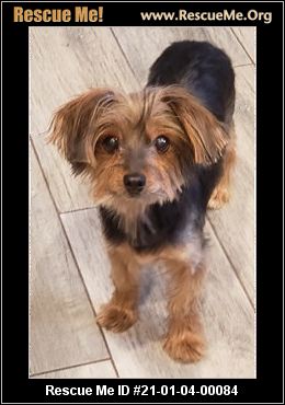 - Arizona Yorkie Rescue - ADOPTIONS - Rescue Me!