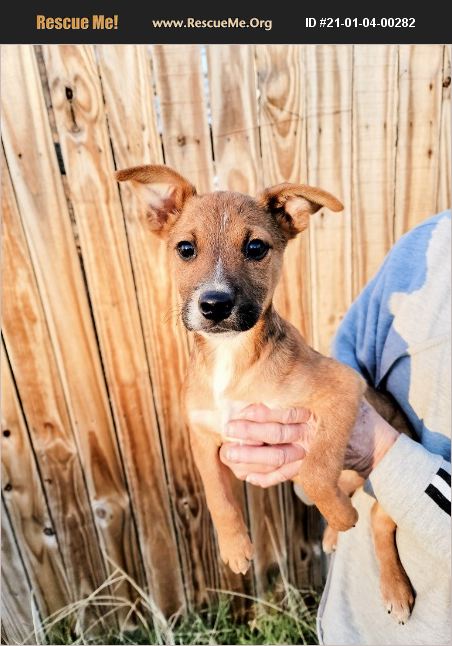 ADOPT 21010400282 ~ Australian Cattle Dog Rescue ~ Seattle, WA