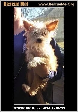 - Oklahoma Yorkie Rescue - ADOPTIONS - Rescue Me!