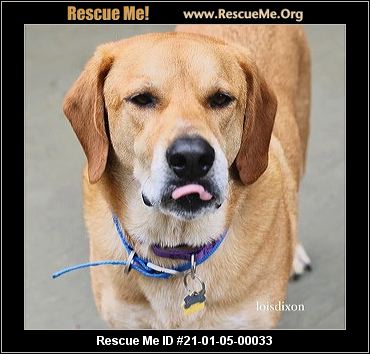 - North Carolina Lab Rescue - ADOPTIONS - Rescue Me!
